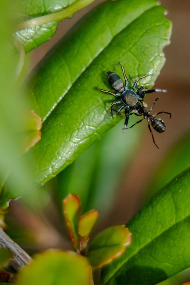 勝負あり | GANREF