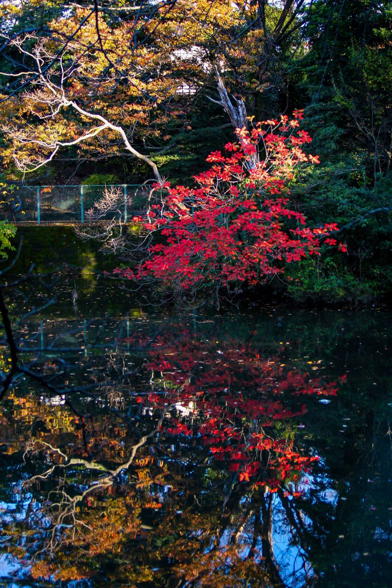 近所の公園にて📸 | GANREF
