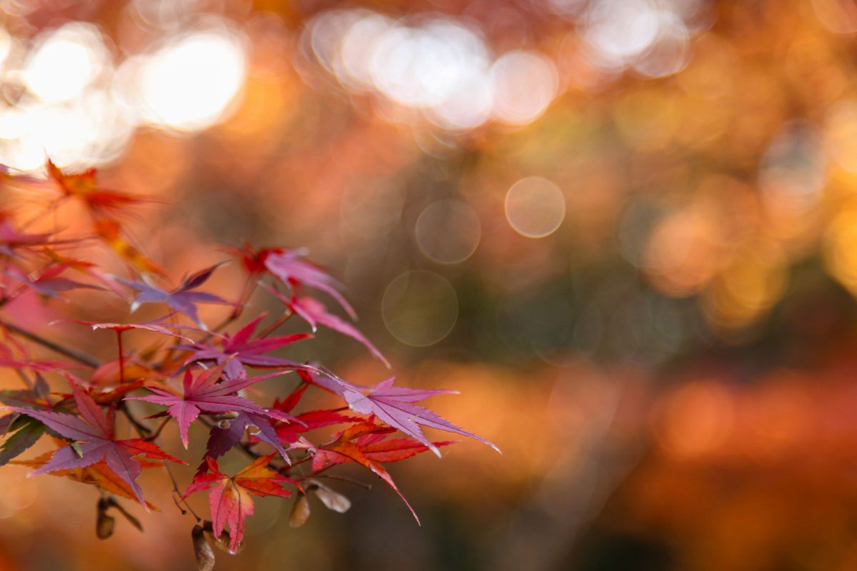 場所によっちゃ | GANREF