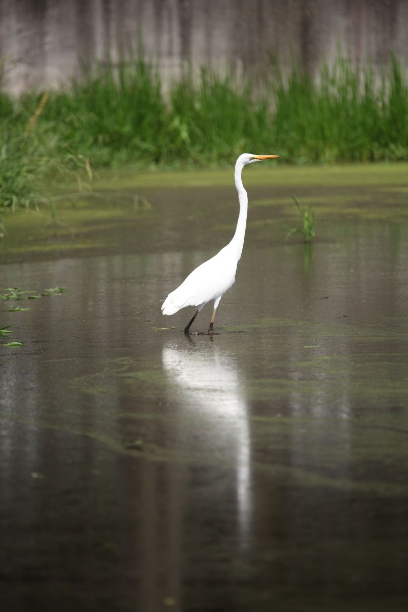 特殊鷺。 | GANREF