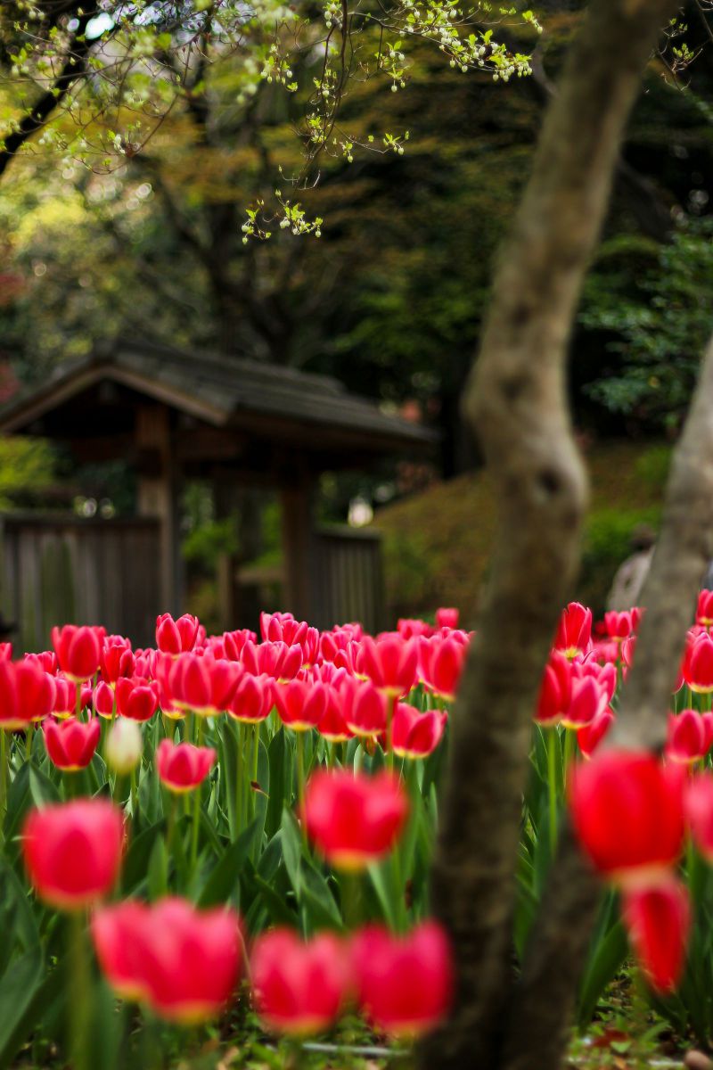 🌷チューリップの恋模様🌷 | GANREF