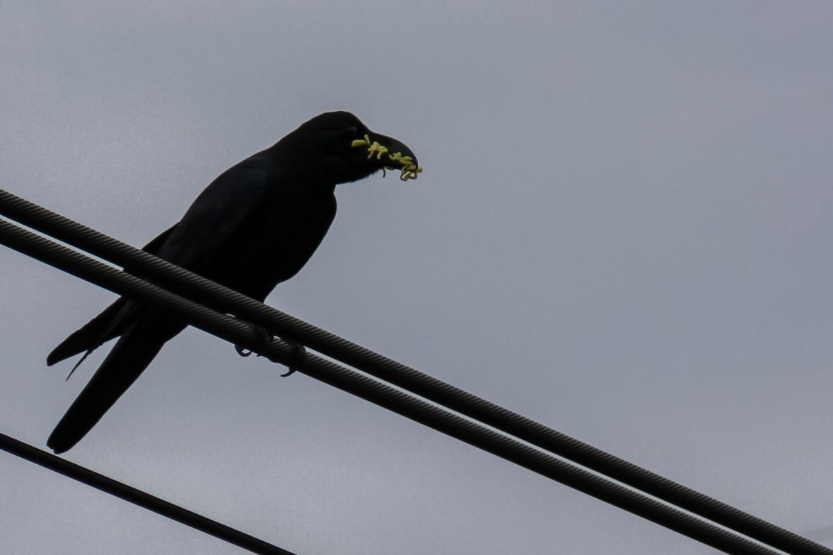 ブレックファースト🍜 | GANREF