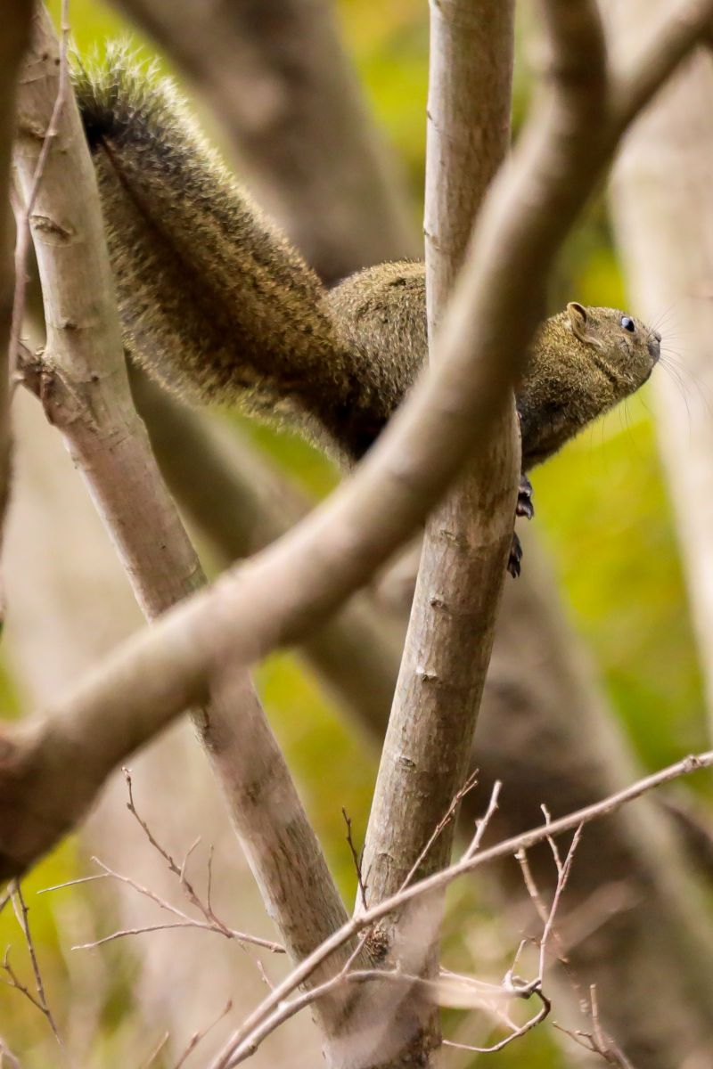 軽やかに〜 | GANREF