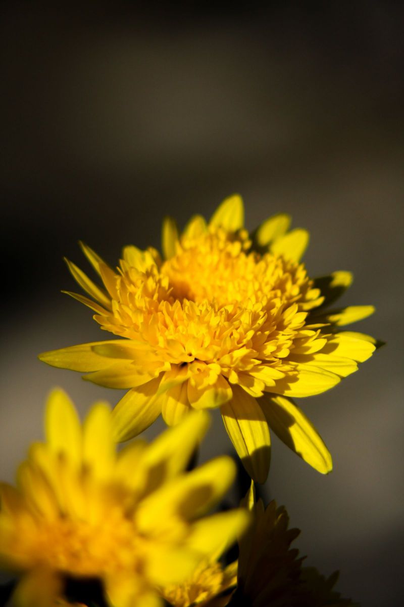 明日は雪らしいよ | GANREF