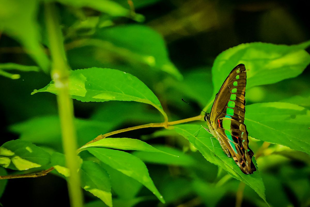 後ろ斜め45° | GANREF