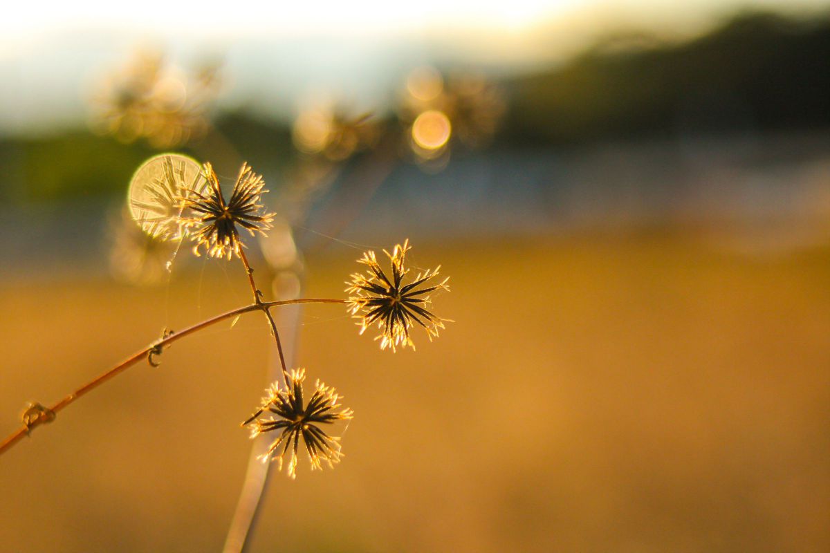 朝日を浴びる | GANREF