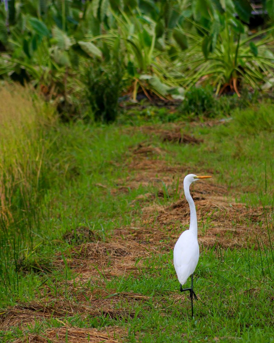 フラミンゴ立ち🦩 | GANREF