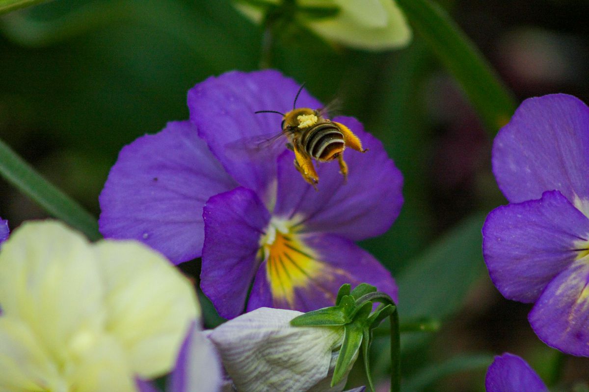 Bee ber Eats🚲 | GANREF
