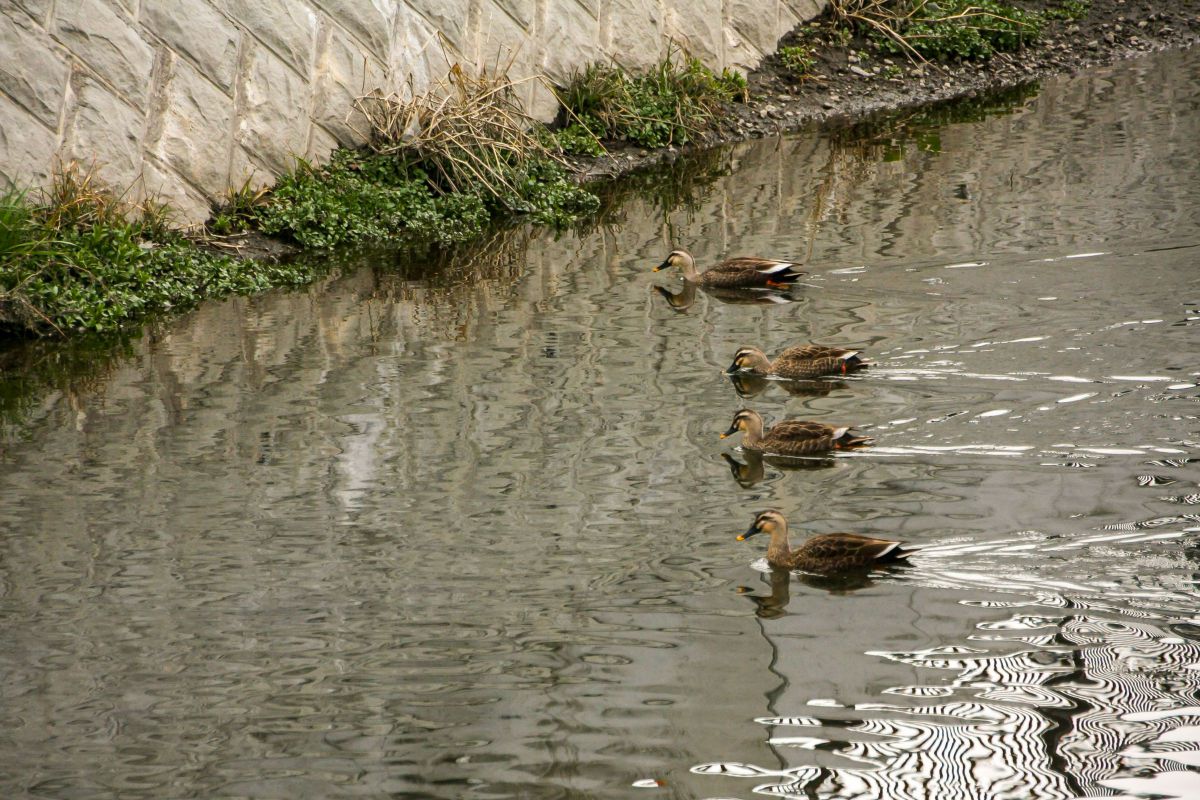 ダービー開催 | GANREF