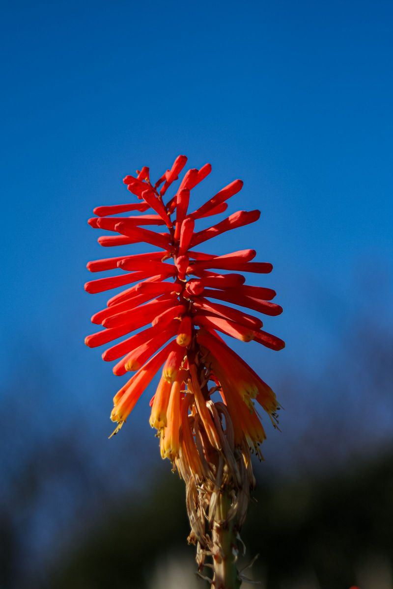 トリトマ | GANREF