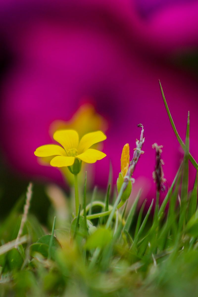 カタバミ | GANREF