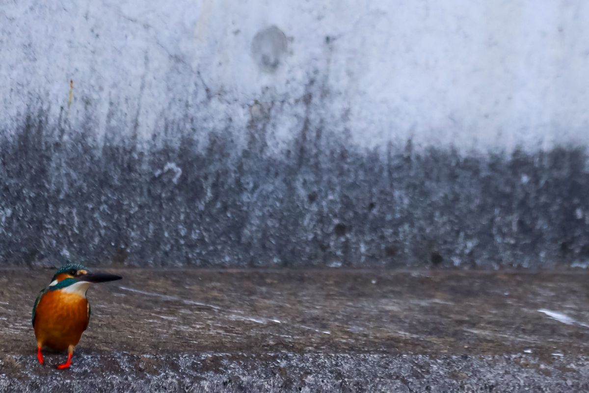 控えめに | GANREF