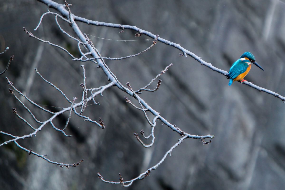 ダイブ直前。 | GANREF