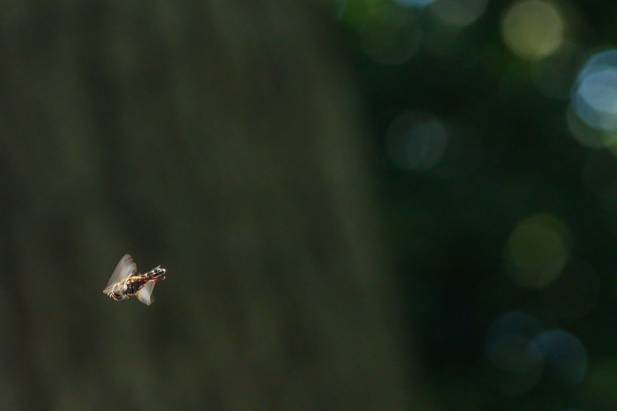 急ぎ足。 | GANREF