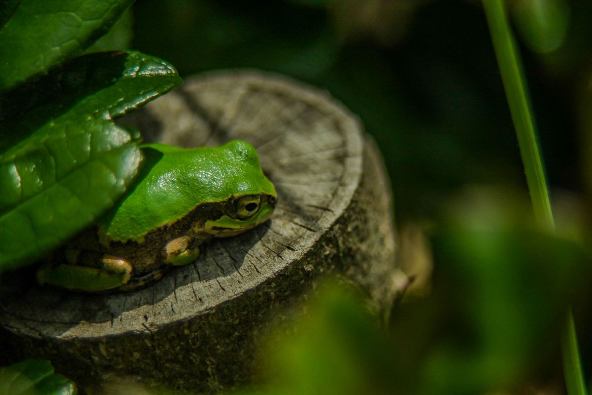 夜までじっと。 | GANREF