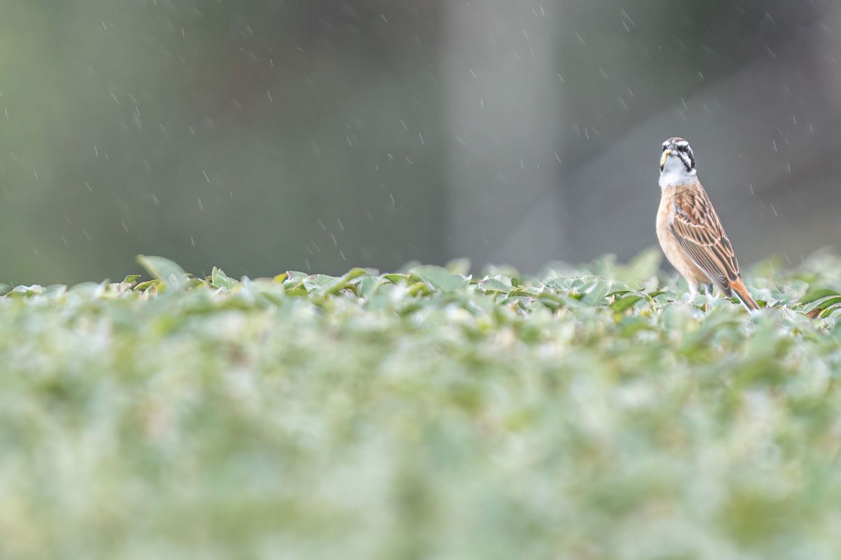 誇らしげなホオジロ | GANREF