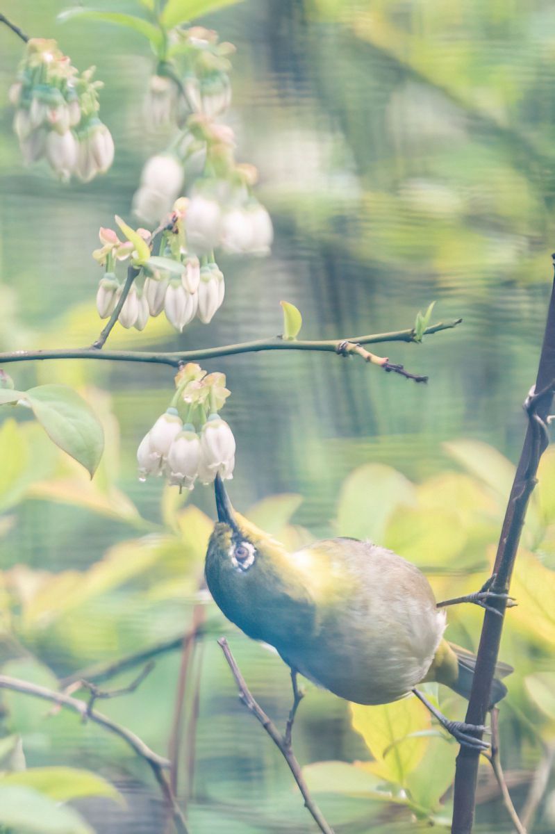 こっちからも、吸蜜 | GANREF