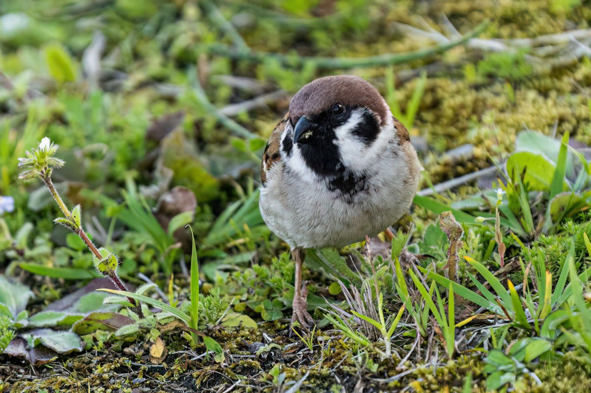 勇ましいスズメ(^_^) | GANREF