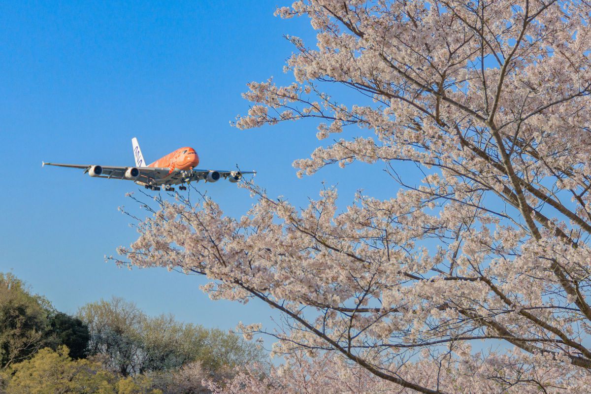 ホヌの桜ダイブ | GANREF