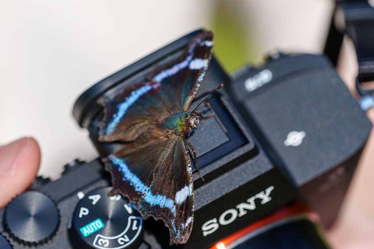 写真好き | GANREF