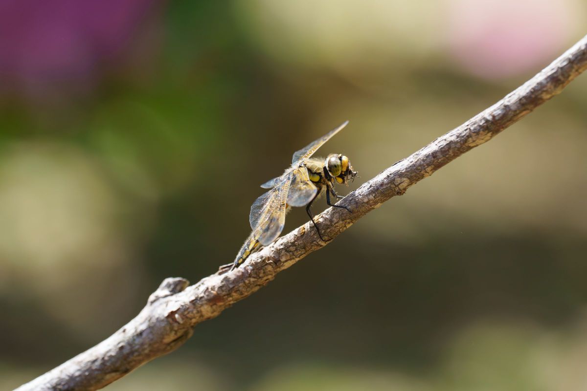 花園のなかで | GANREF
