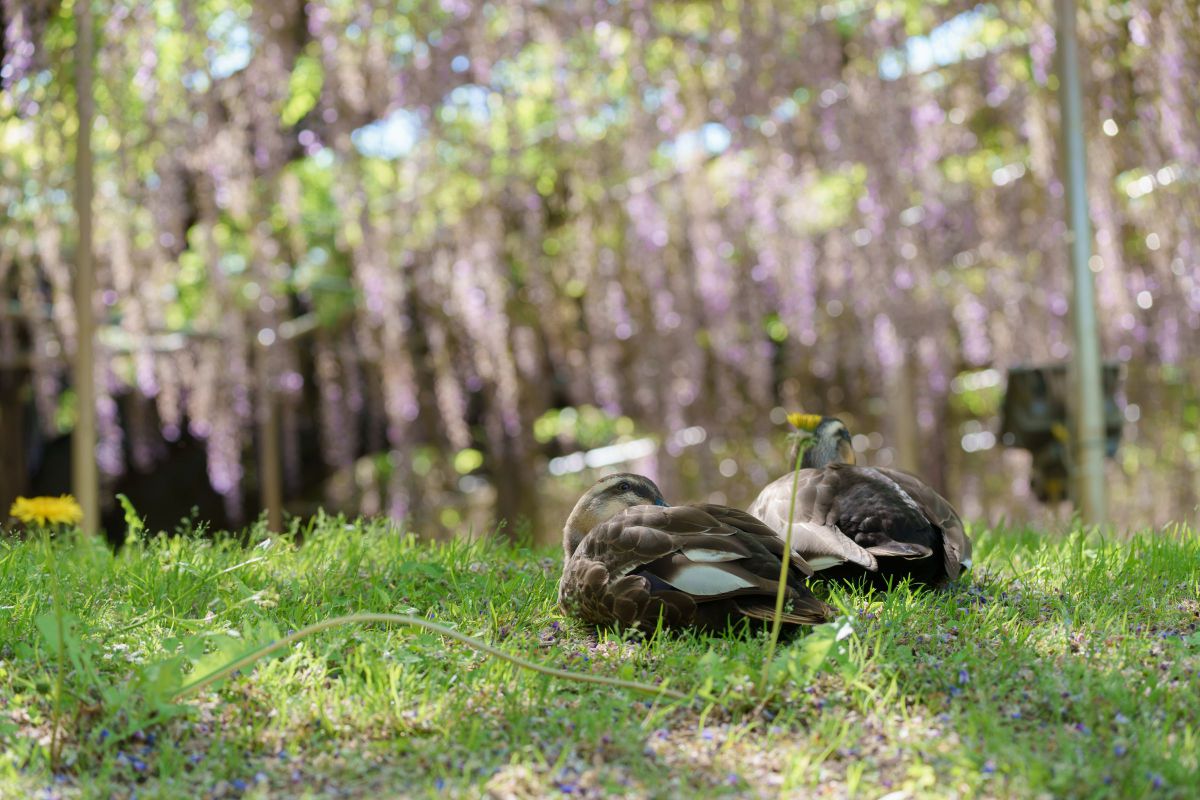 紫に眠る | GANREF