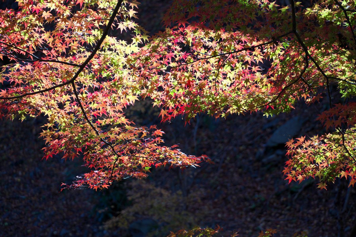 むら紅葉 | GANREF