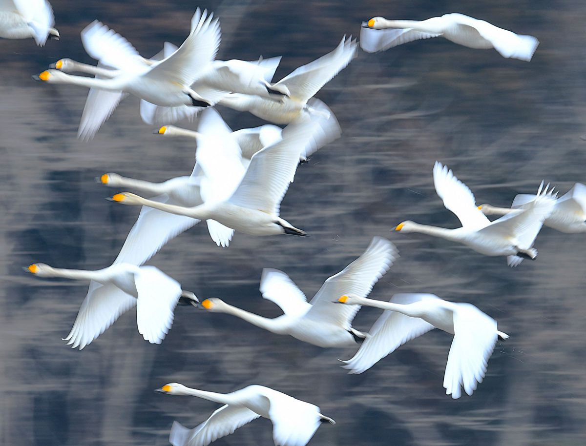 流し鳥 22 | GANREF