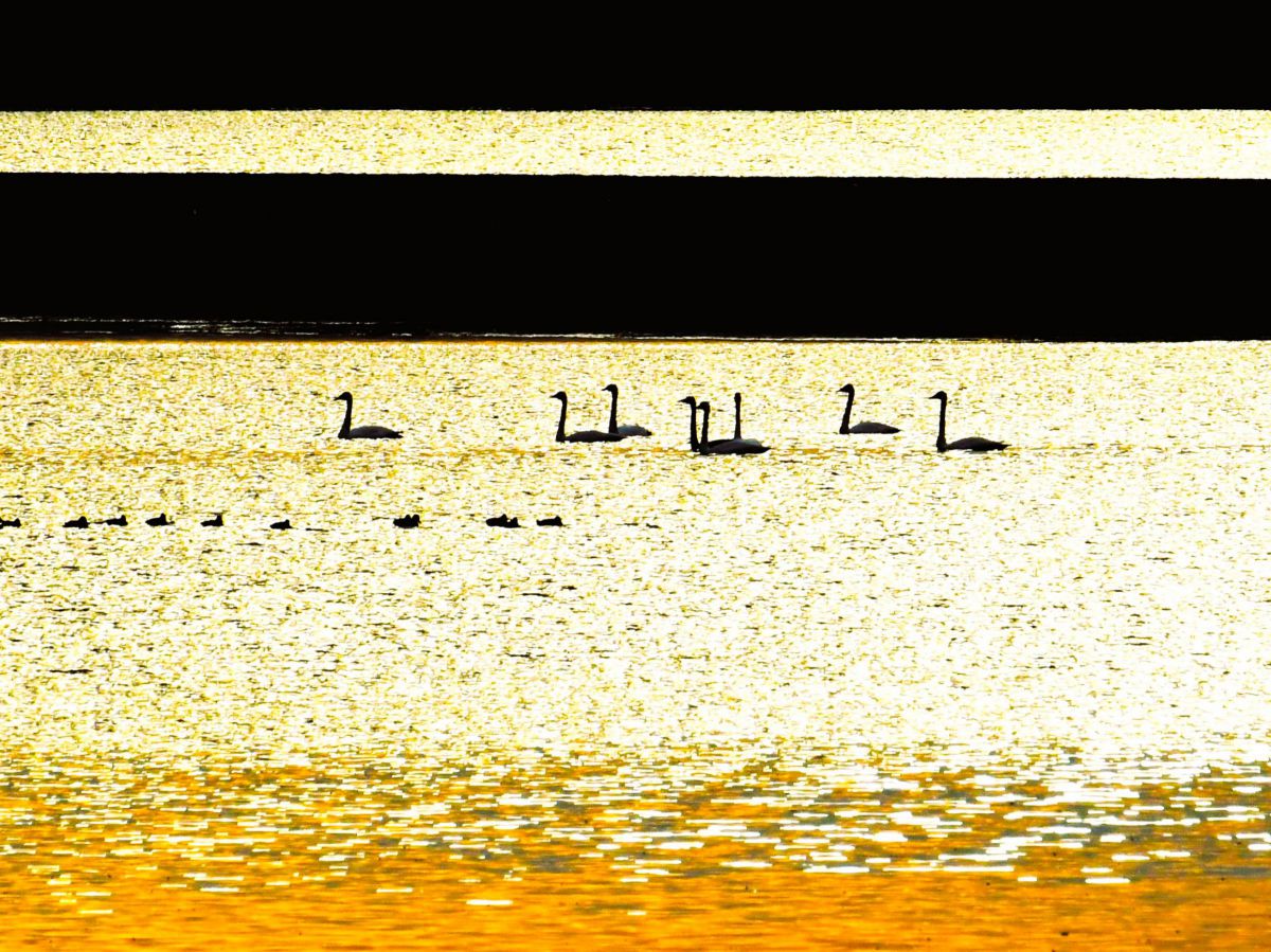 オオハクチョウ（朝景37） | GANREF