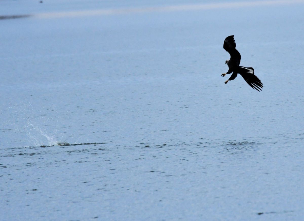 オジロワシの狩り 10 | GANREF