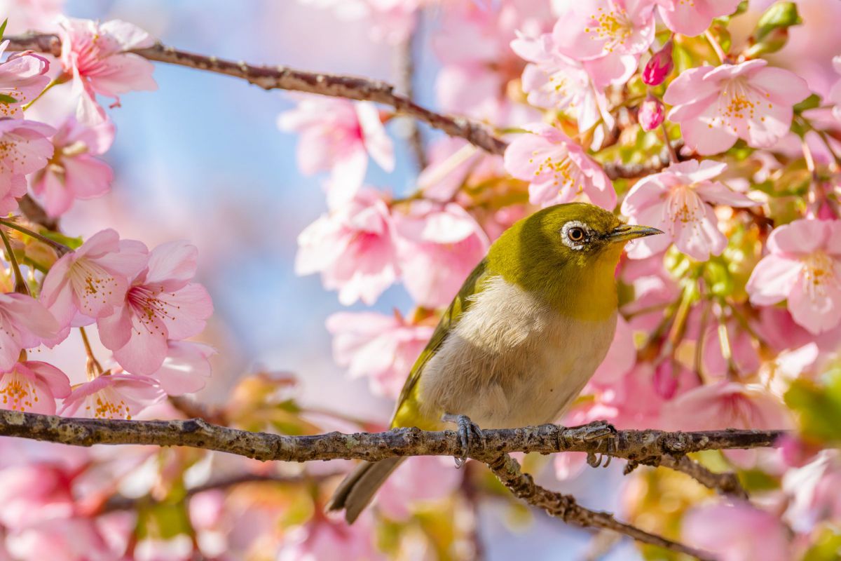 春の訪れ | GANREF