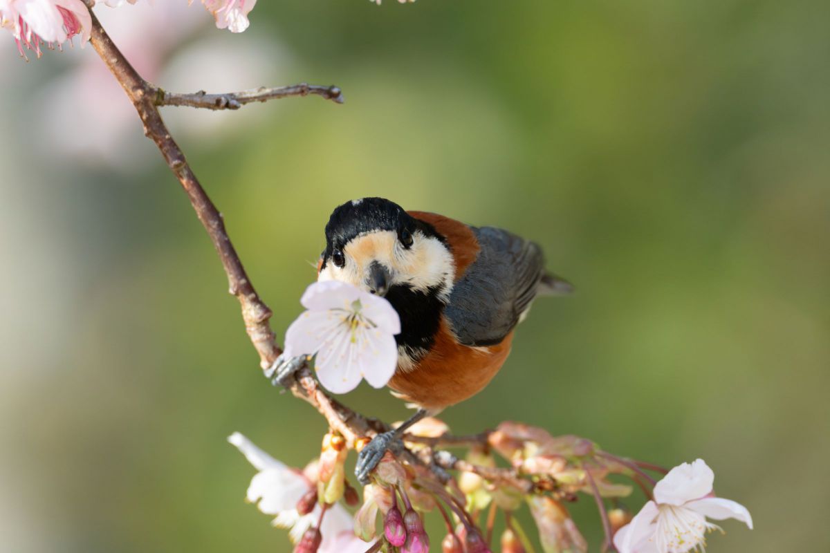 綺麗でしょ？ | GANREF