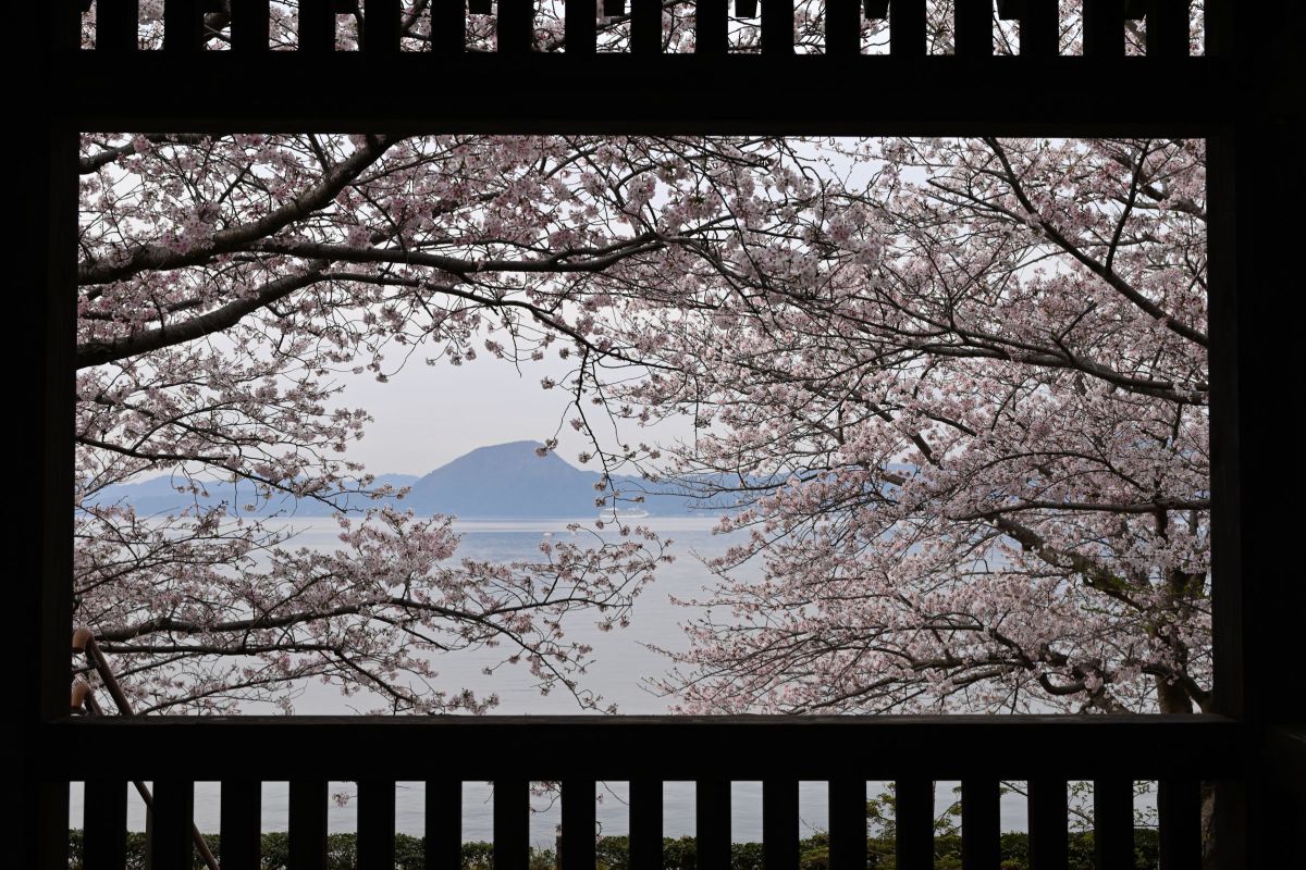 Sakura UMI 100 | GANREF