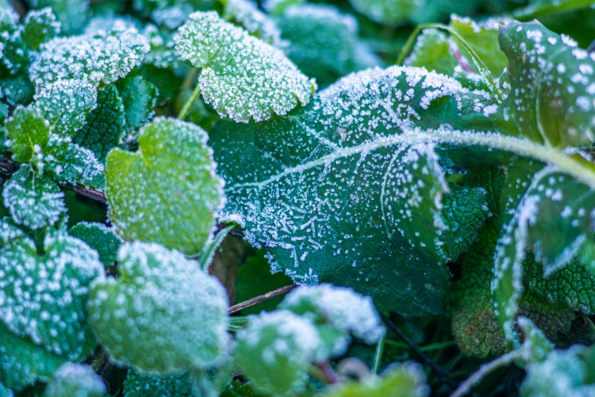 Frozen leaves | GANREF