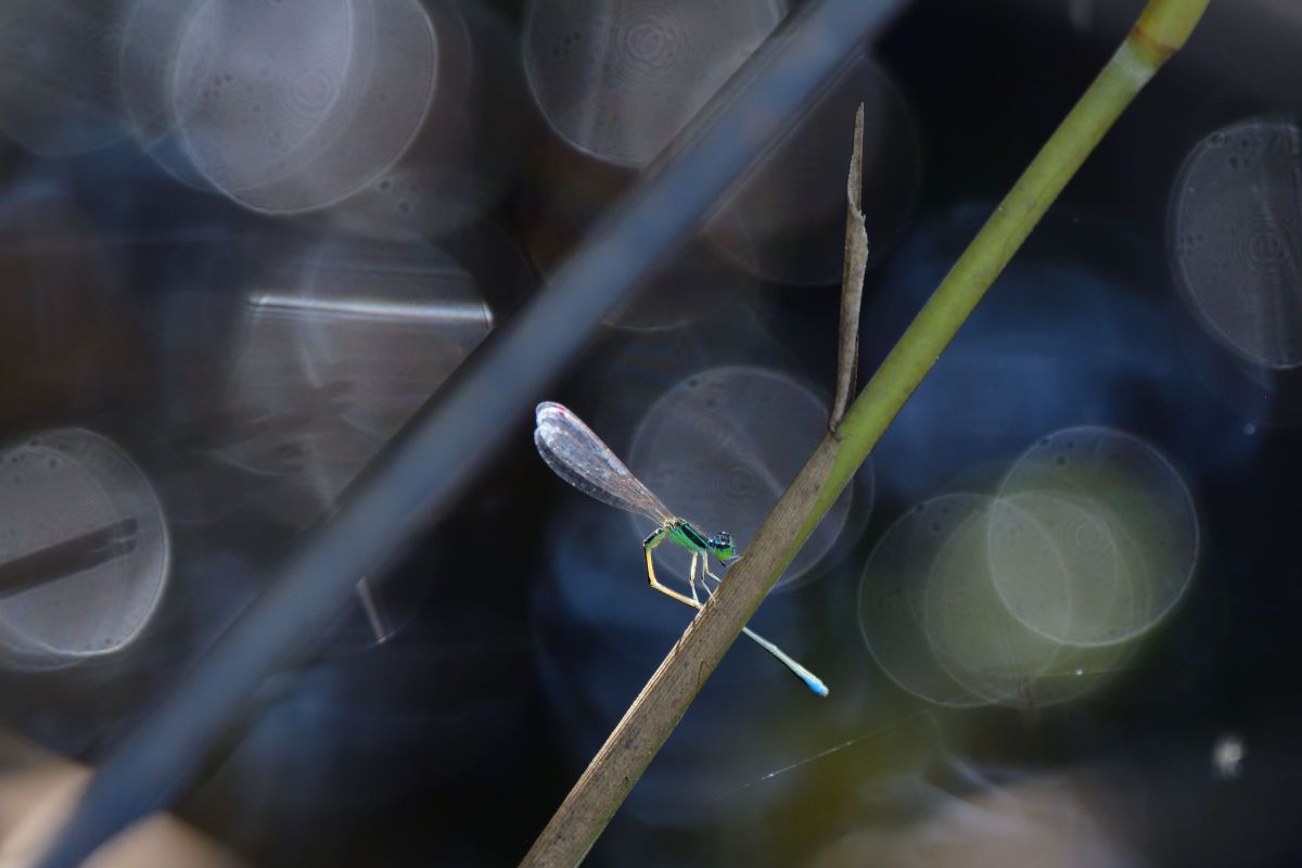 ストレッチ(2) | GANREF