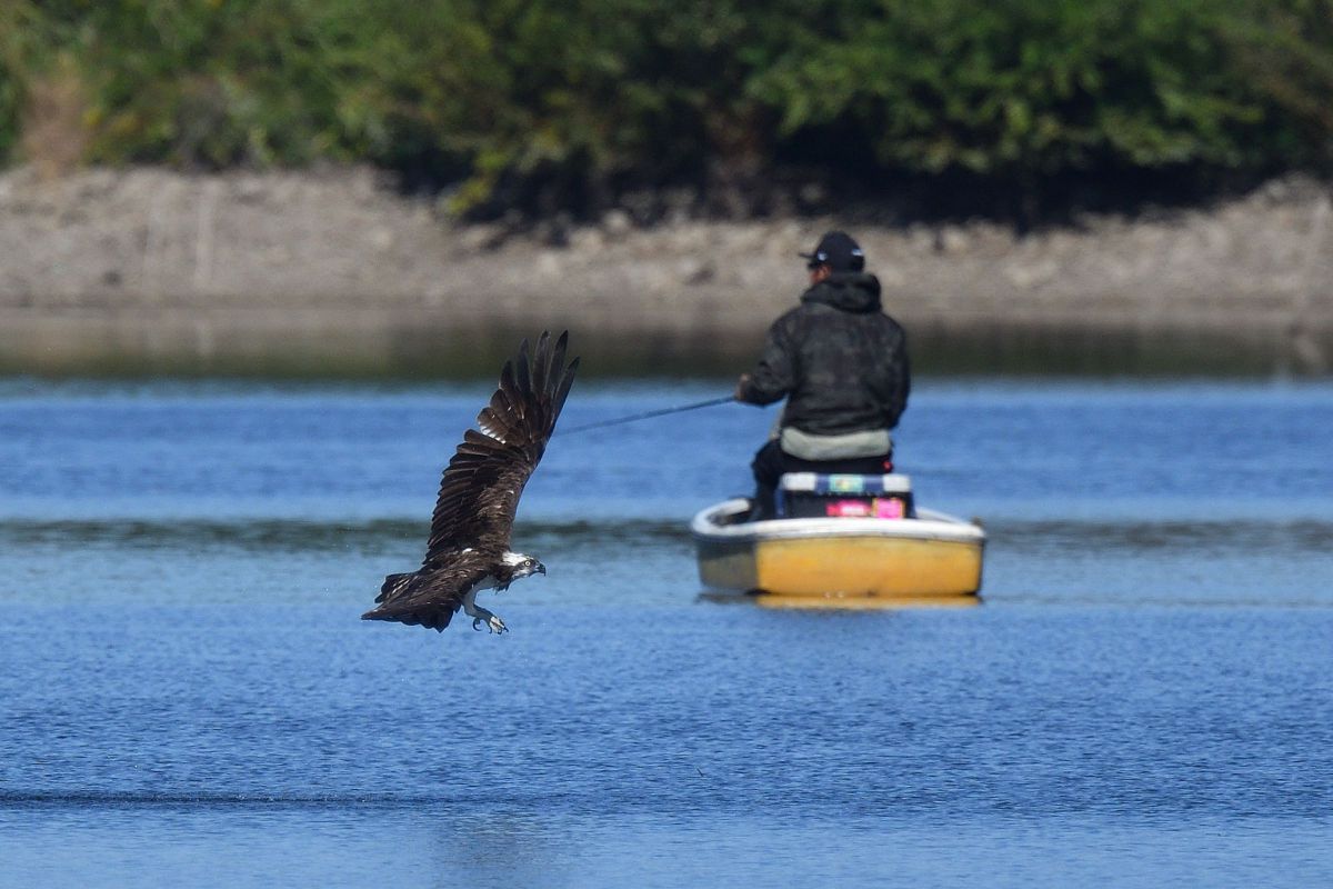 Osprey Vs Angler | GANREF