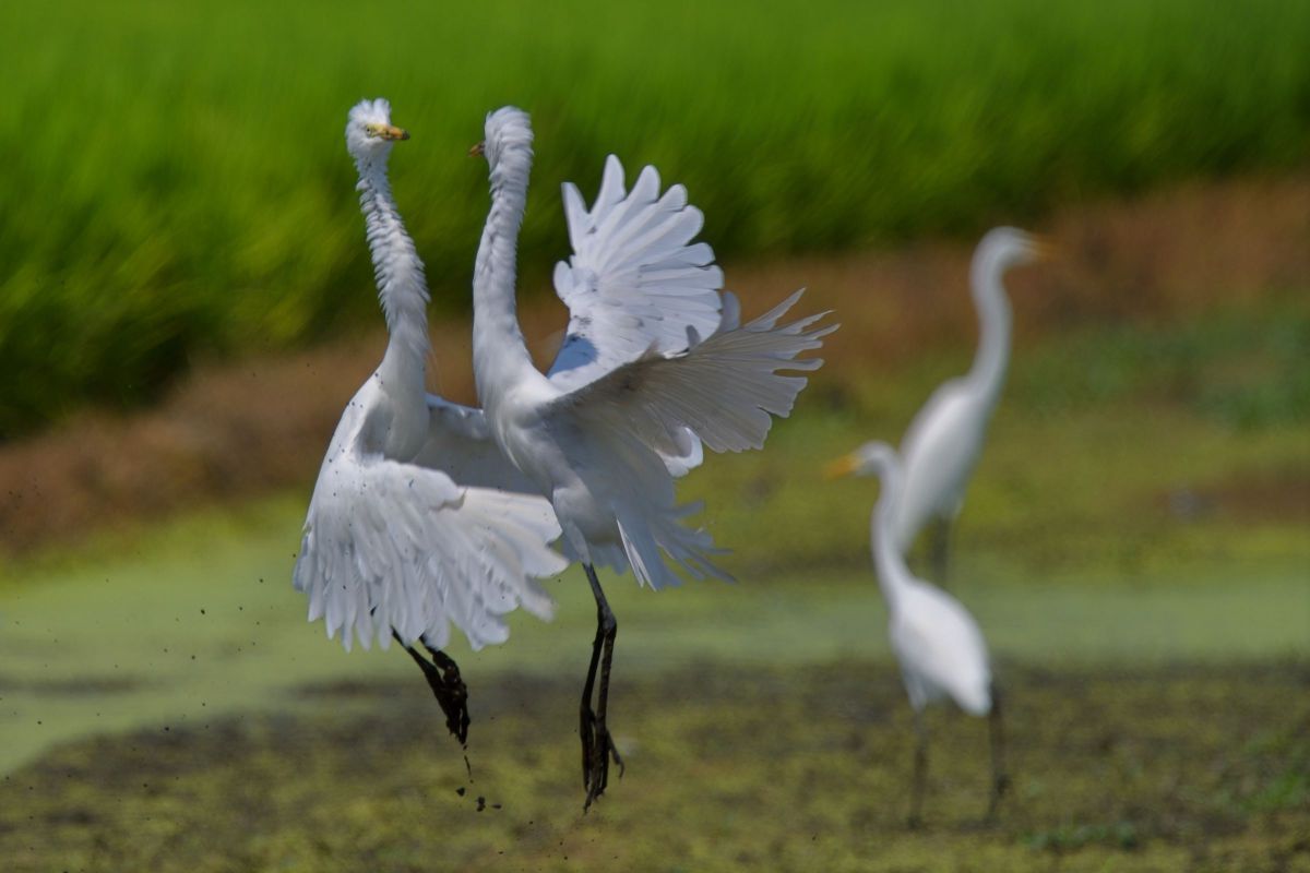 Shall we dance | GANREF