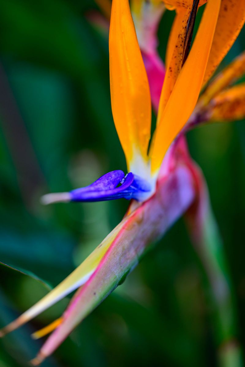 Vivid color | GANREF