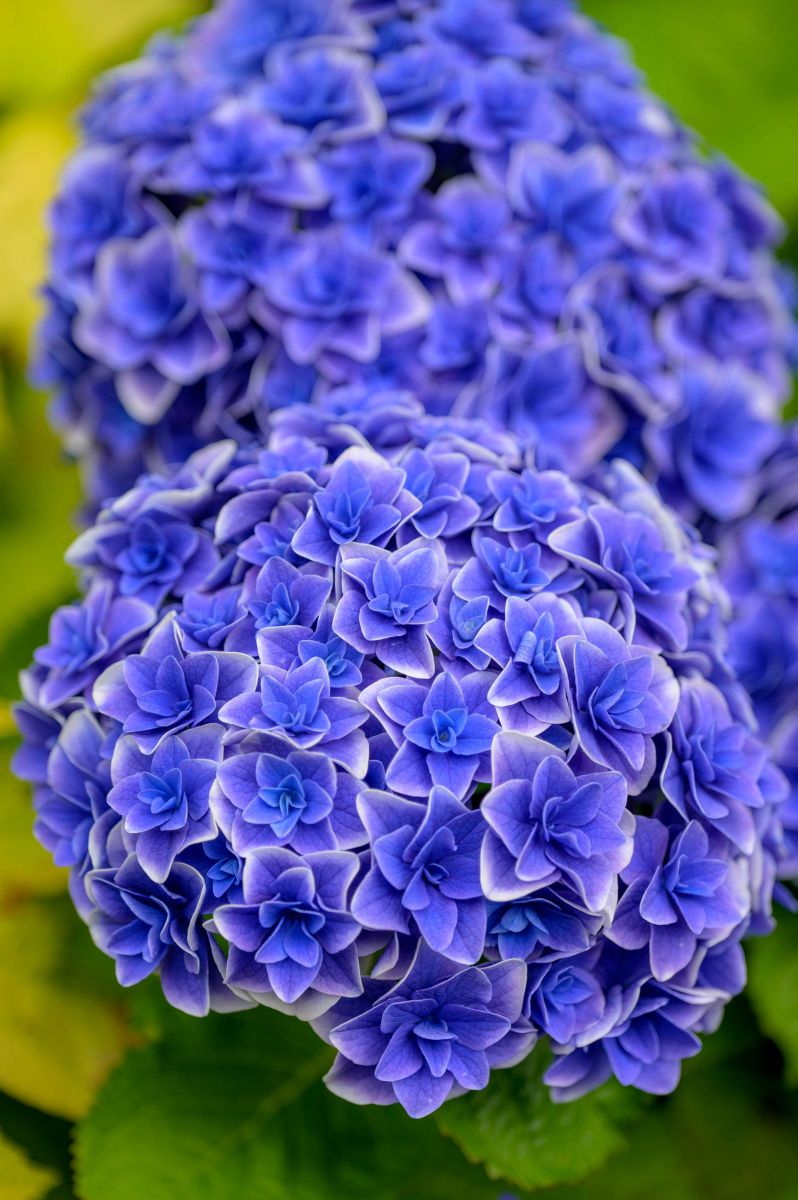 Imperial blue | GANREF