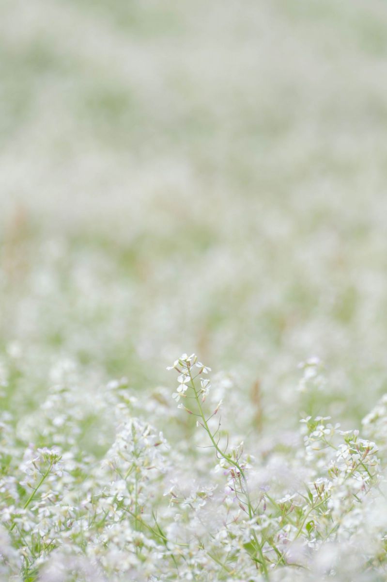 White field | GANREF