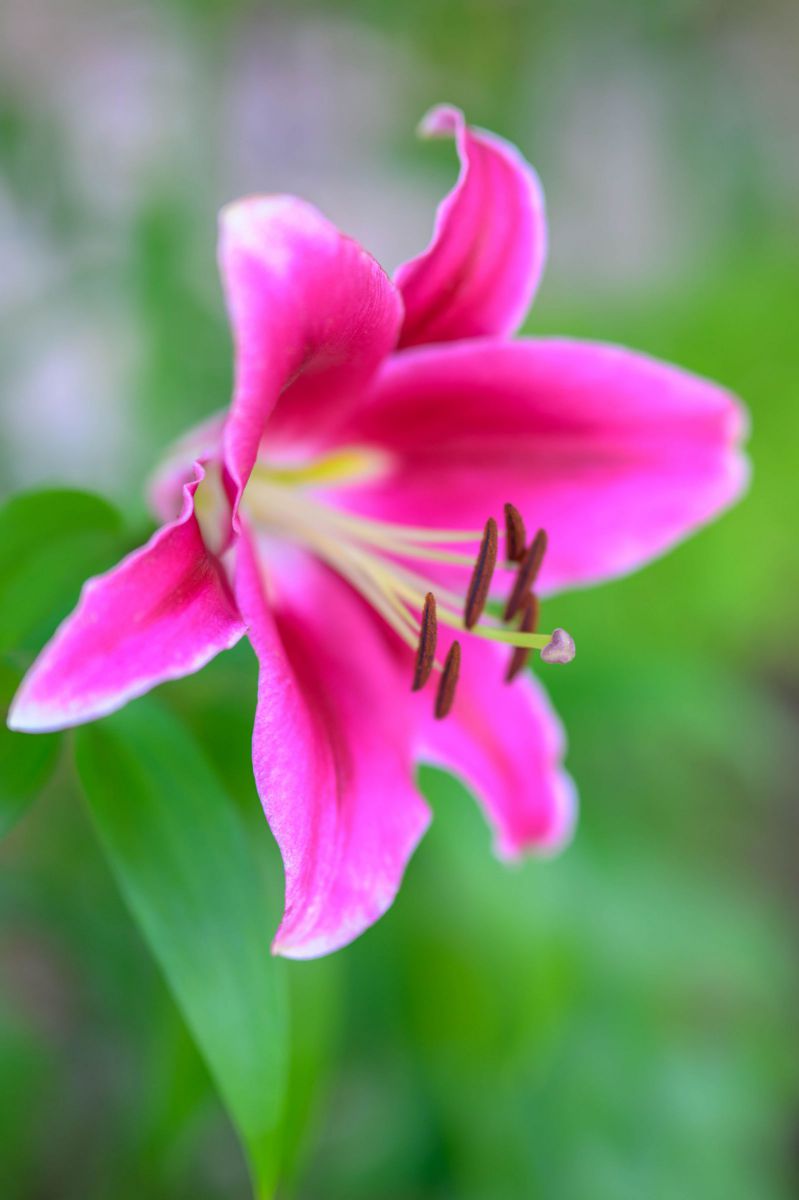 mellow color | GANREF