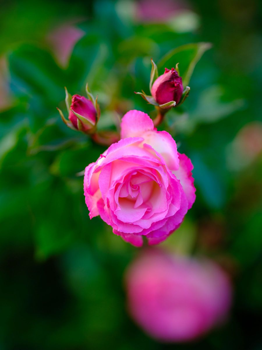 Winter rose | GANREF