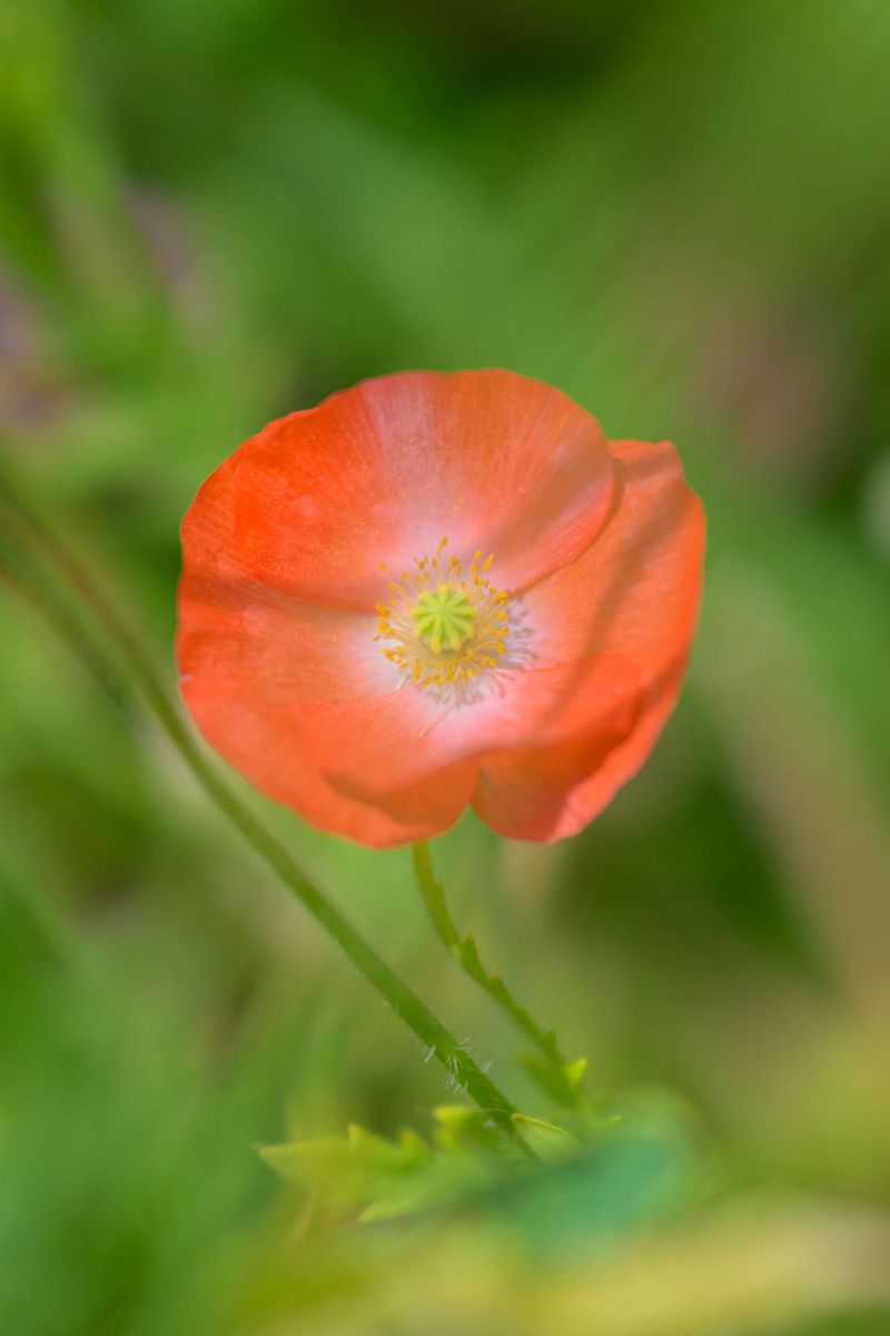 Pastel colour | GANREF