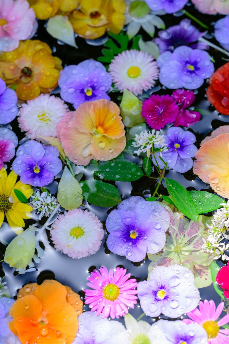 Water flowers | GANREF