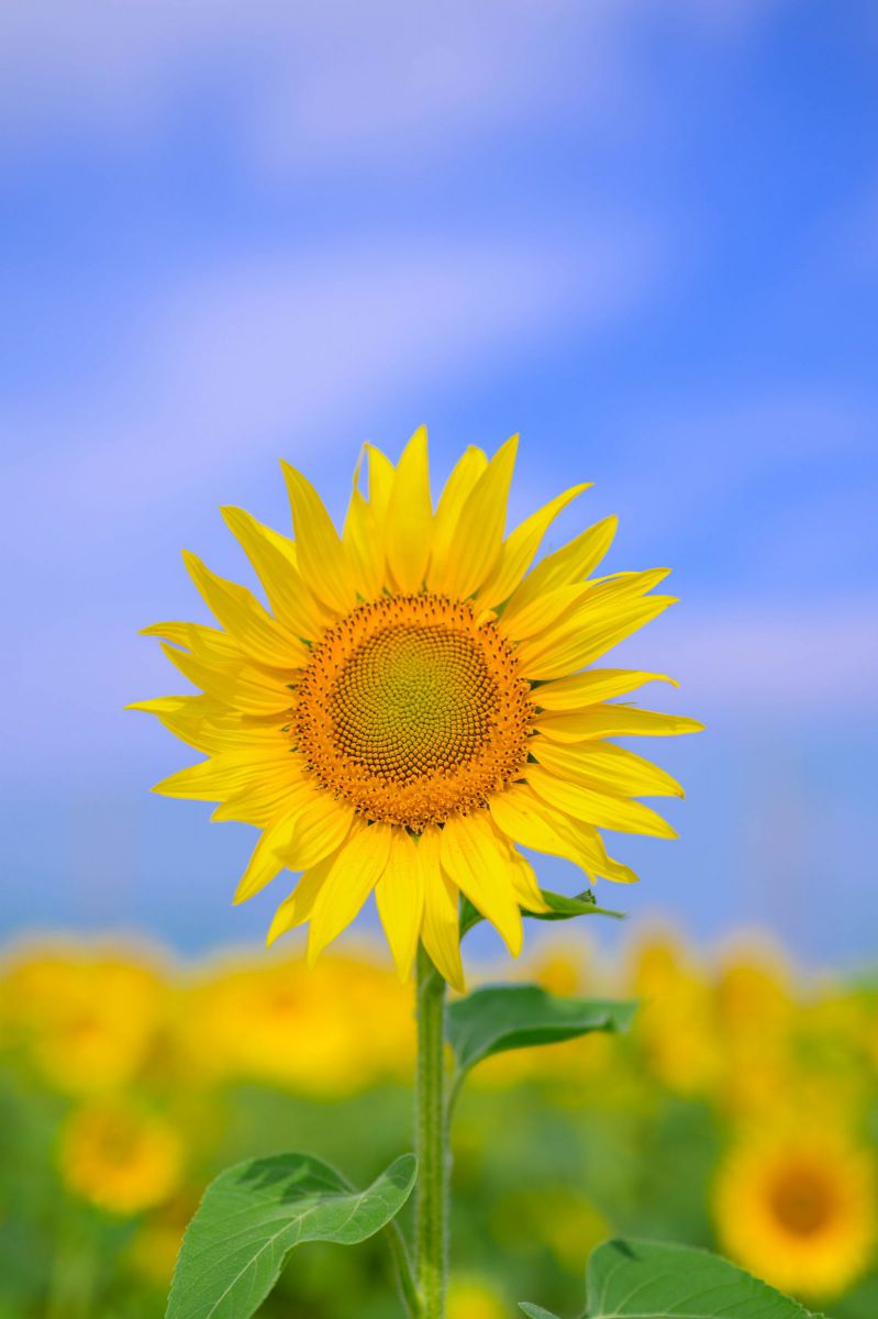 Vitamin color | GANREF