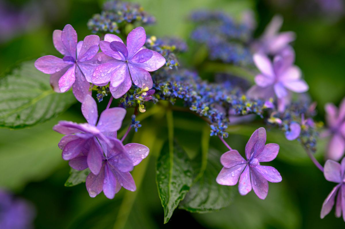 After the rain | GANREF