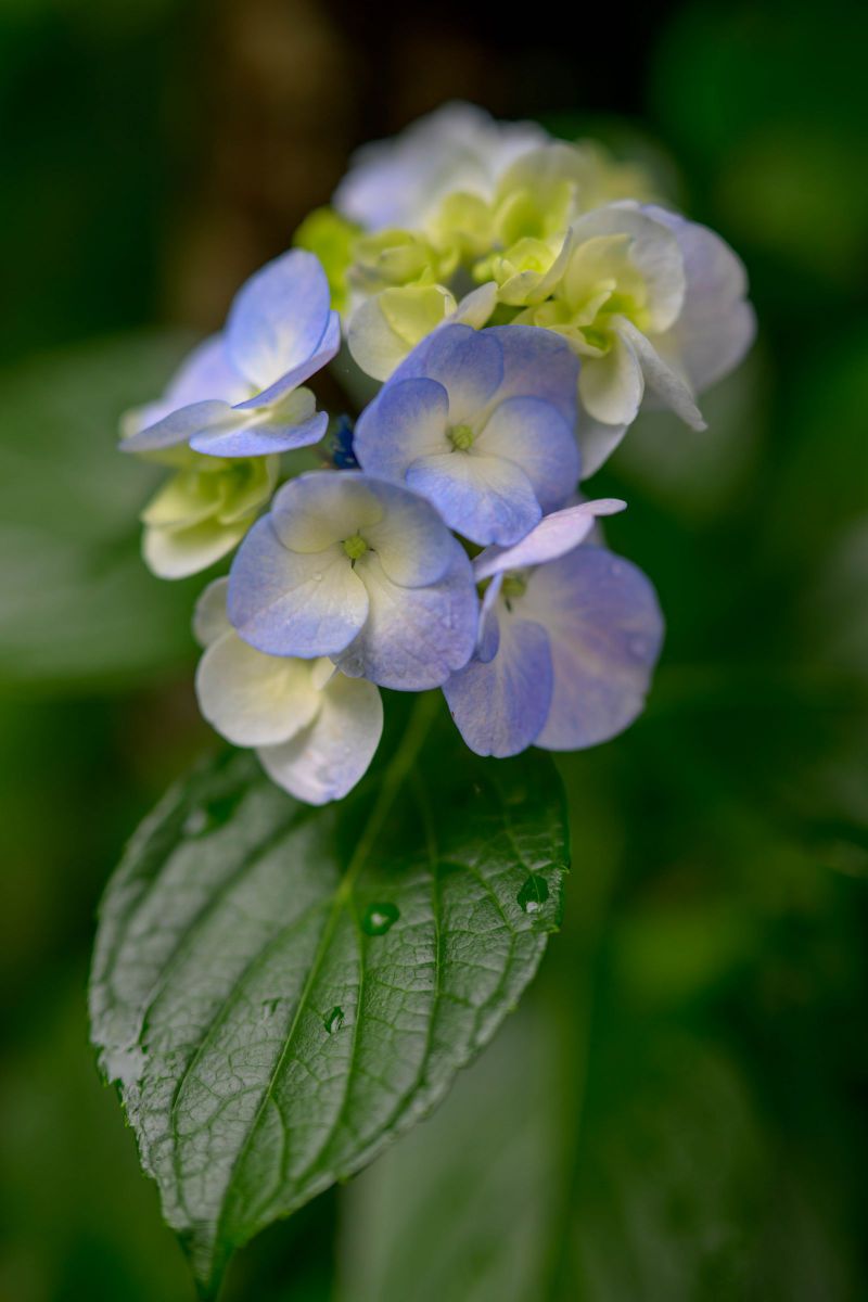 Pastel colour | GANREF