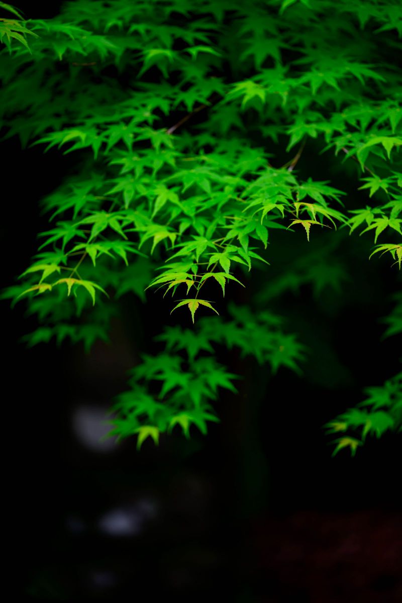 Green leaves | GANREF