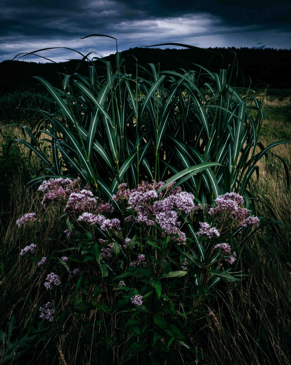 風の行方 | GANREF