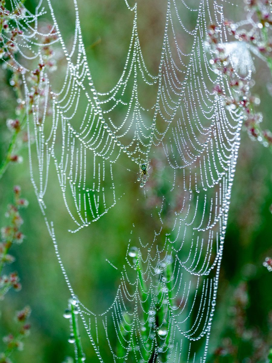 A rich spider | GANREF